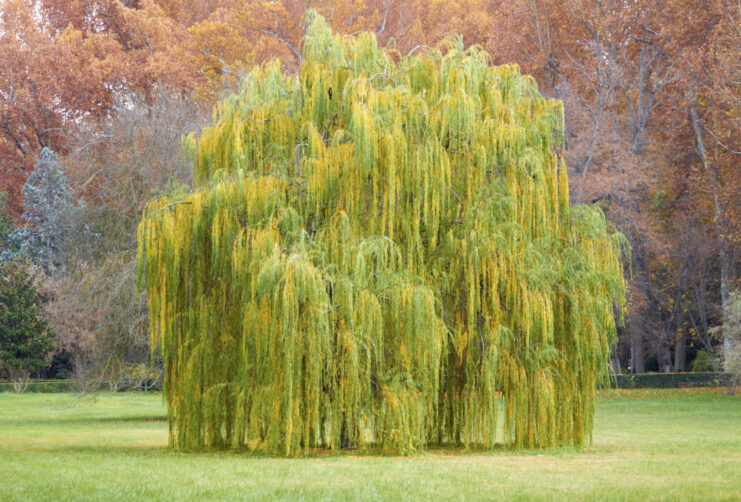The History Of Willow Tree: From Ancient Folklore To Modern Art And ...