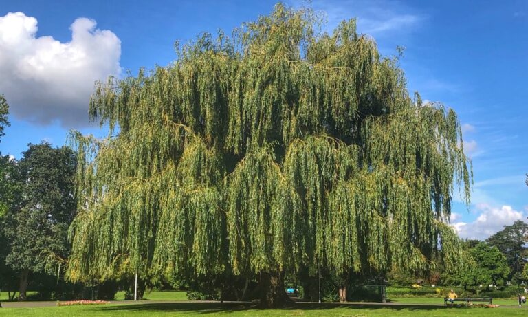 The History Of Willow Tree: From Ancient Folklore To Modern Art And ...