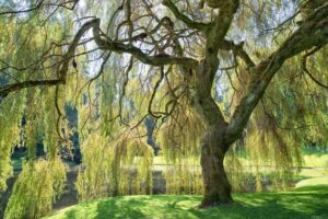 The History Of Willow Tree: From Ancient Folklore To Modern Art And ...