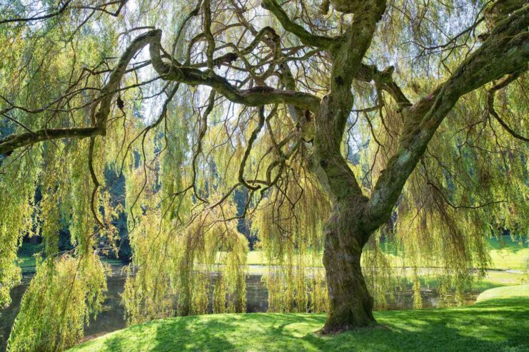 The History Of Willow Tree: From Ancient Folklore To Modern Art And ...