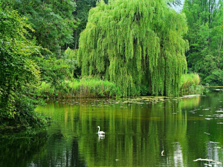 The History Of Willow Tree: From Ancient Folklore To Modern Art And ...