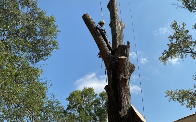 When and How to Prune Trees: A Seasonal Guide for Arborists - Your Art Pages